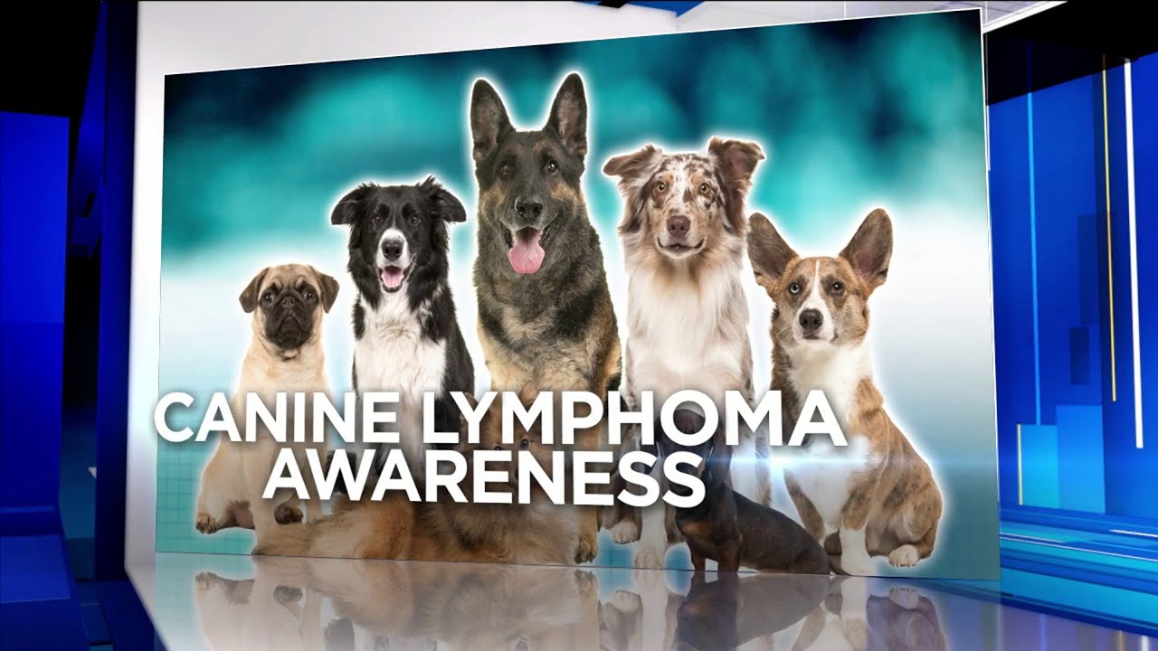 Can Lymphoma In Dogs Cause Blindness