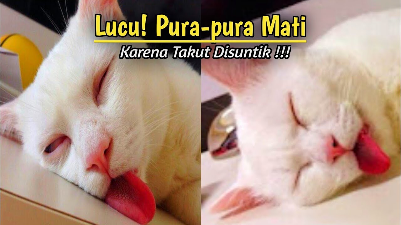 Lucu Banget! Kucing Pura-pura Mati Karena Takut Disuntik - YouTube