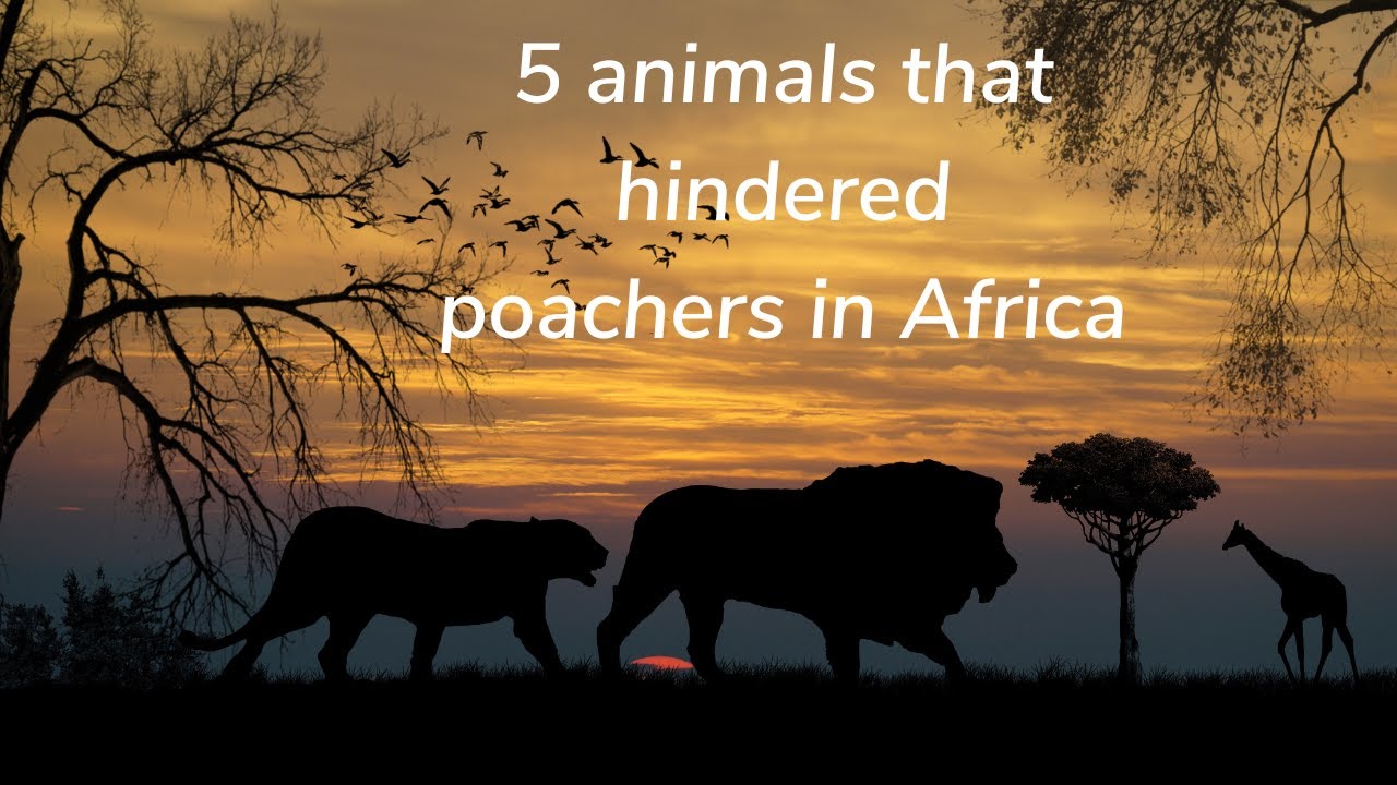 5 types of animals are difficult for hunters in Africa to catch because ...