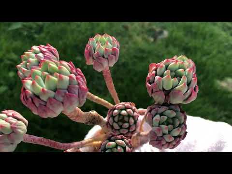 Echeveria Blue Elf