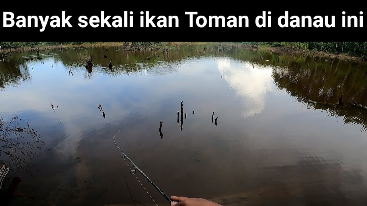 MANCING TOMAN DANAU MILO - YouTube