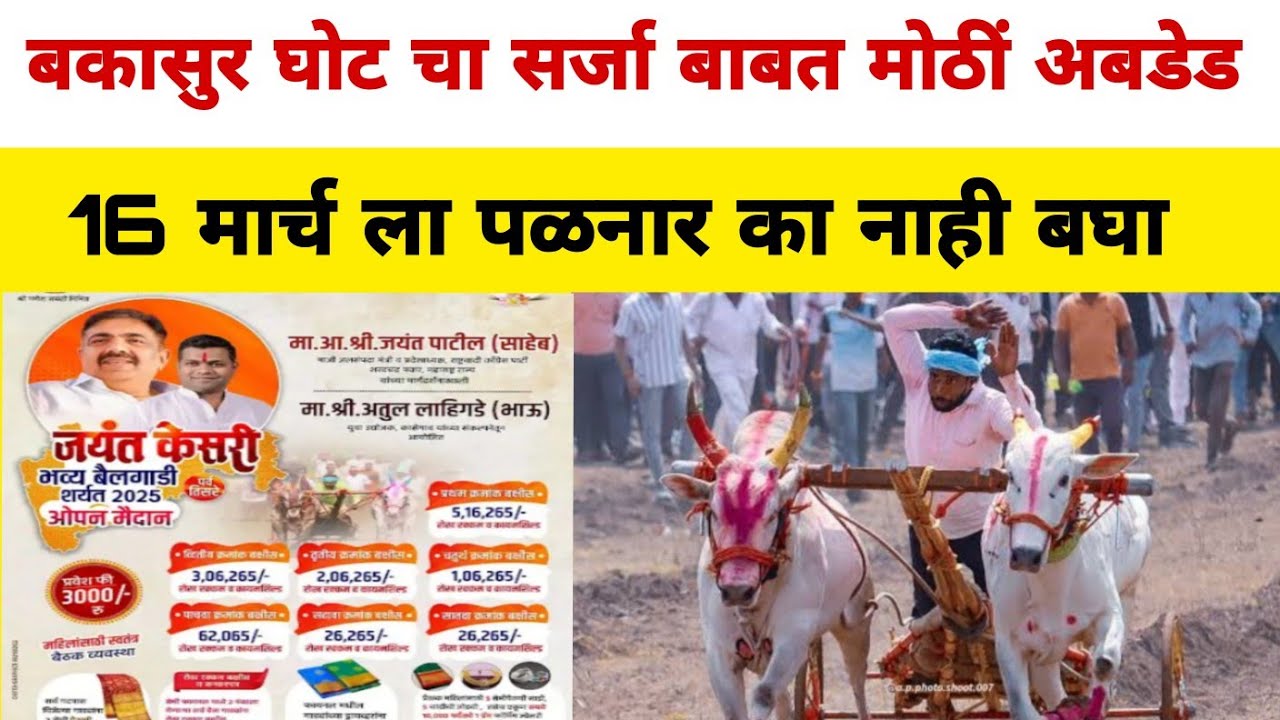 बकासुर घोट चा सर्जा बाबत मोठीं अबडेड 16 मार्च ला पळनार का #बकासुर #घोट ...