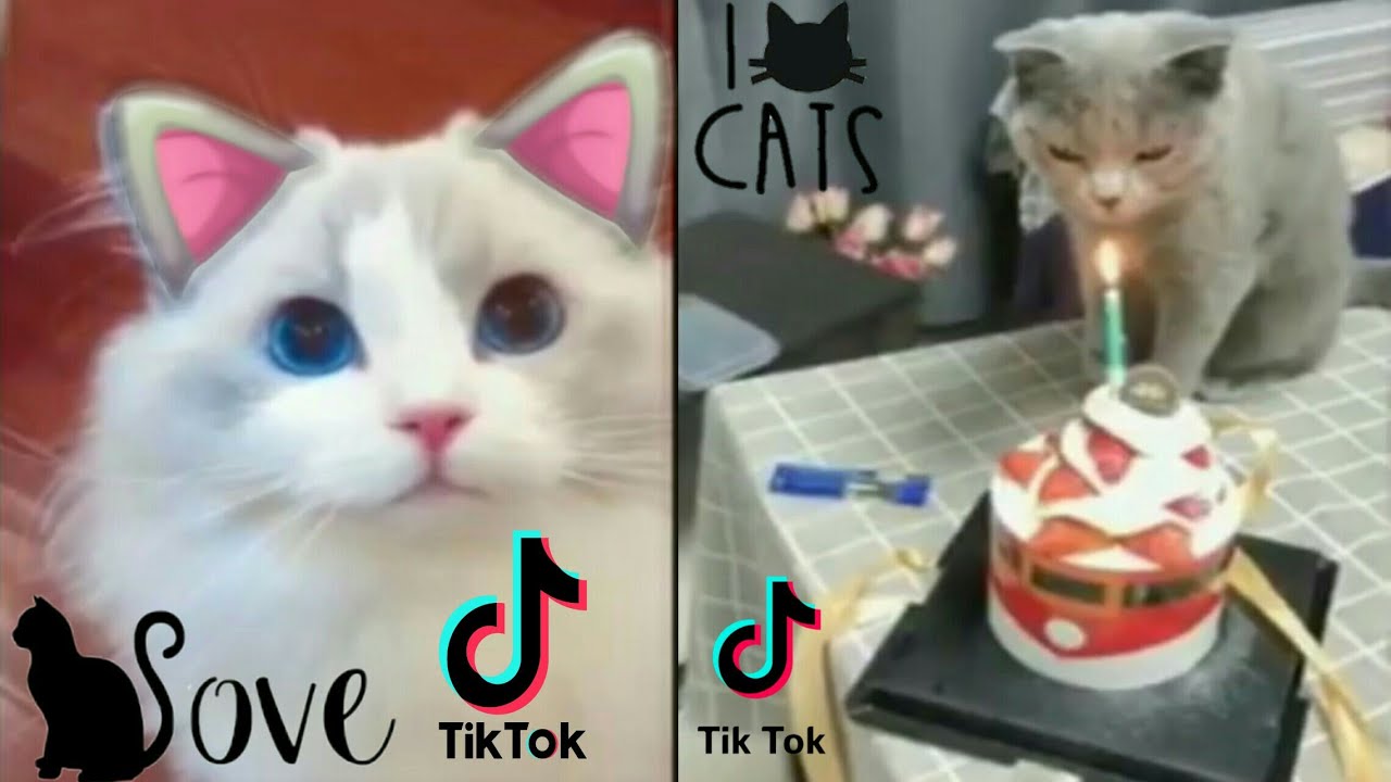 TikTok Kucing lucu gemesin 😻😘||Funny Cats|| - YouTube