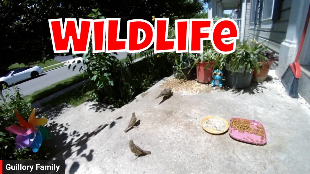 Wildlife Live Cam - Watch Birds, Foxes, And More In Action! 🐦🦊🦝 - YouTube
