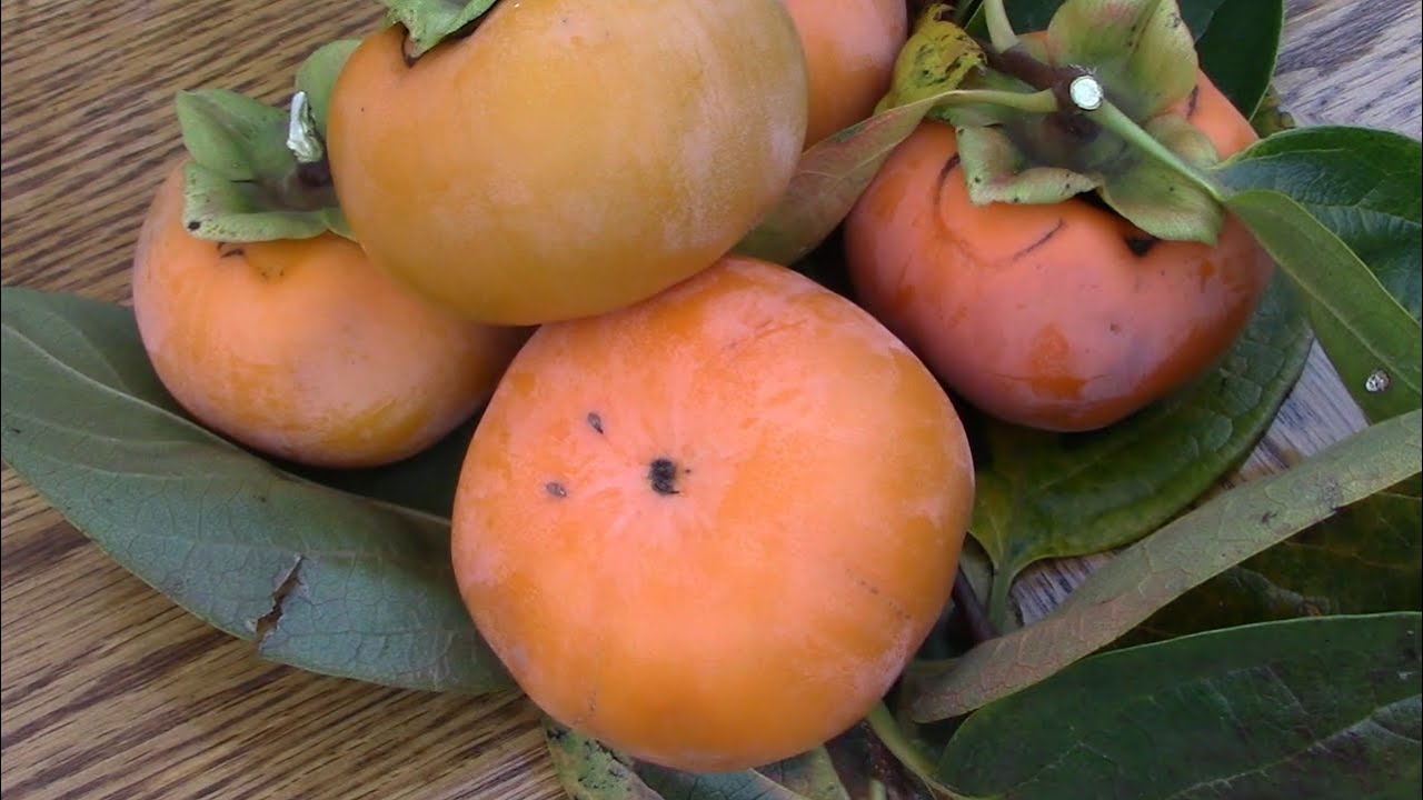 Persimmon Fruit | The Fruit of the Gods - YouTube