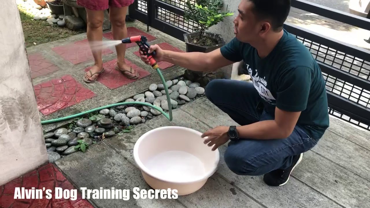 Tamang way sa pagpapaligo ng Aso - YouTube