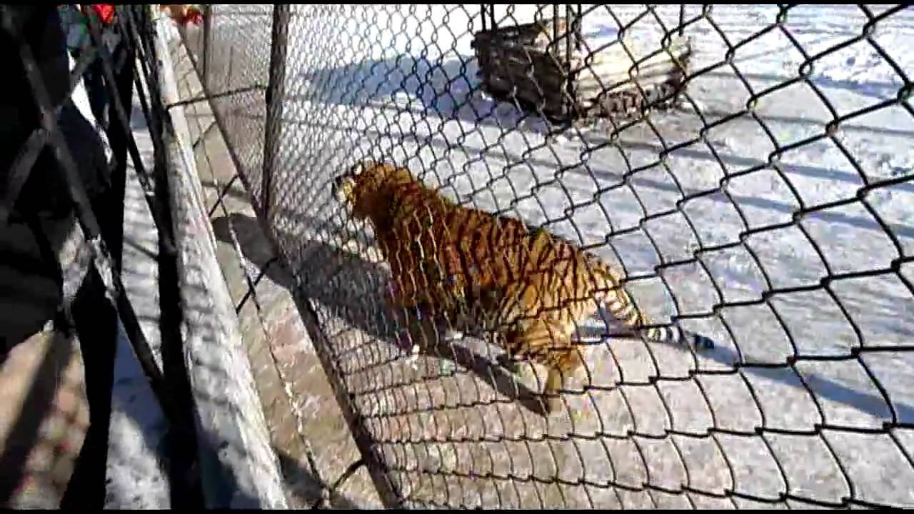 Siberian Tiger Park, Harbin, China - YouTube