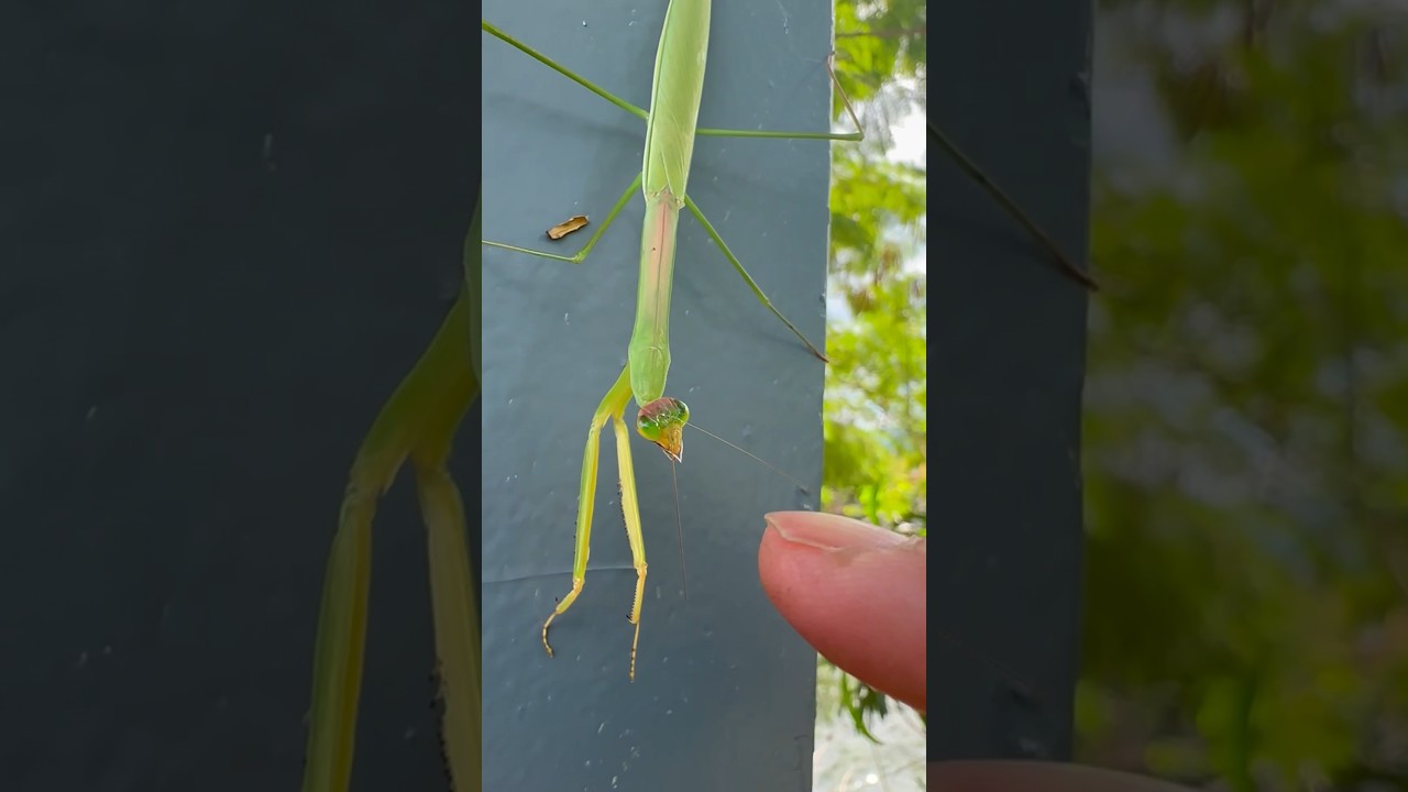 Part 2: Fighting with a praying mantis - YouTube