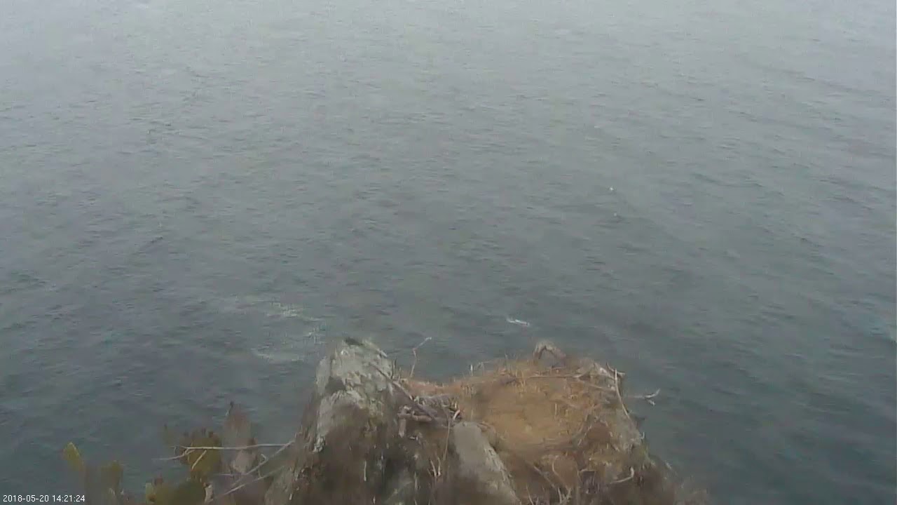 Two Harbors Bald Eagle Cam 05-20-2018 14:13:50 - 15:13:50 - YouTube