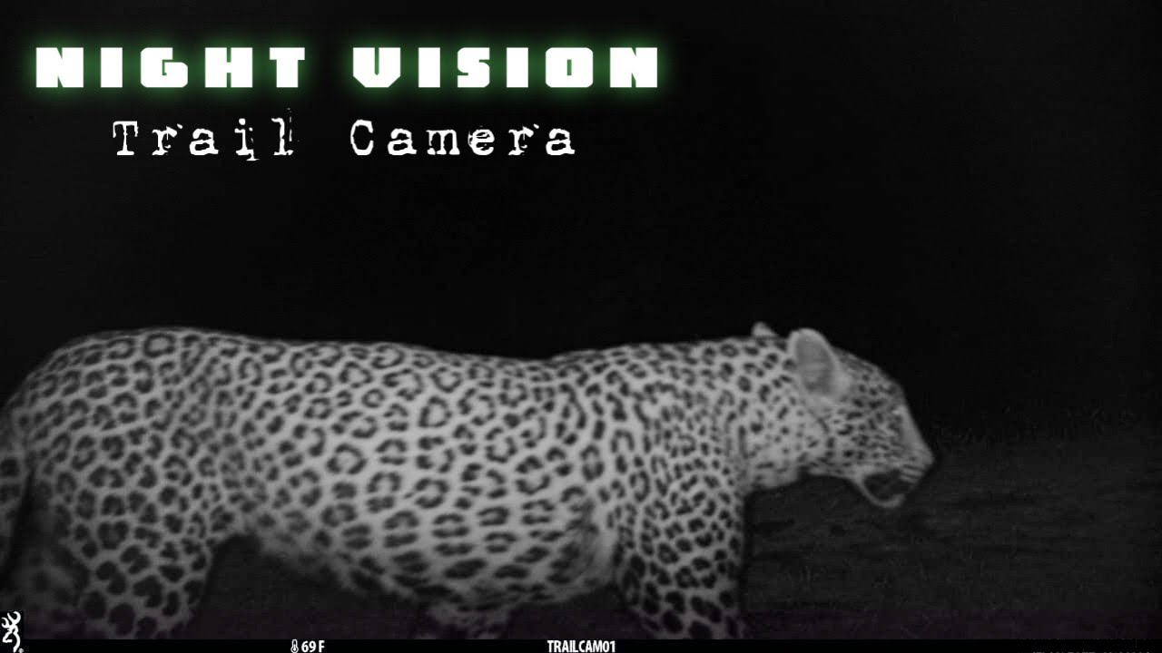 Movement of Leopard at night || caught through the night vision trail ...