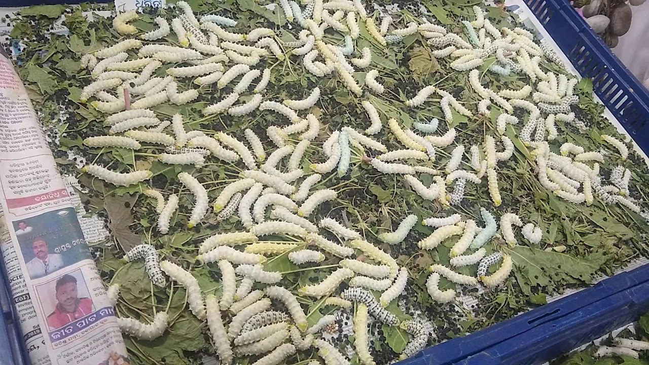 Tasar poka. - YouTube