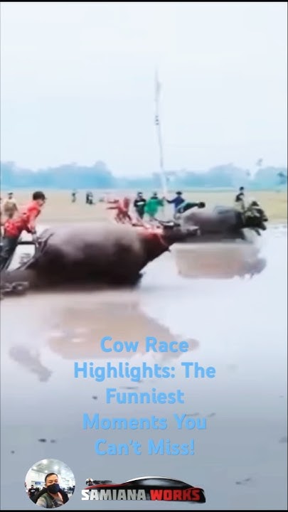 Cow Race Highlights: The Funniest Moments You Can't Miss! - YouTube