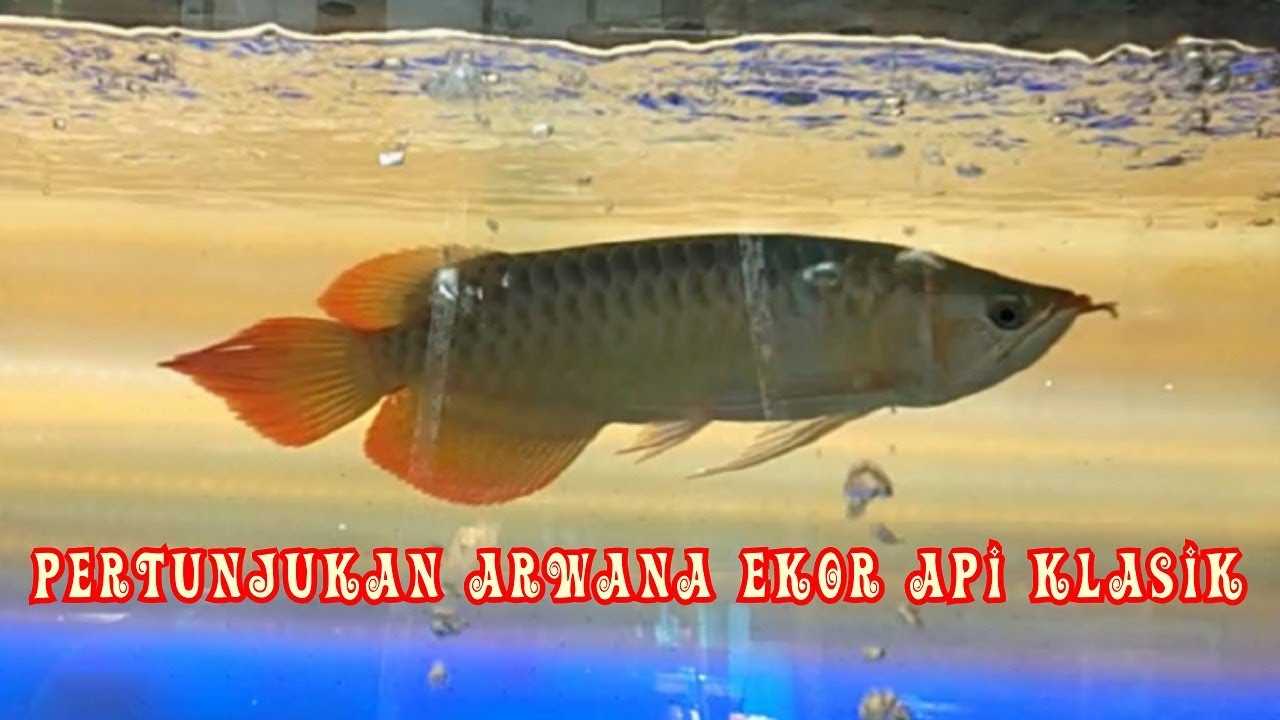 PERTUNJUKAN ARWANA EKOR API KLASIK | THE SHOW OF CLASSICAL AROWANA ...