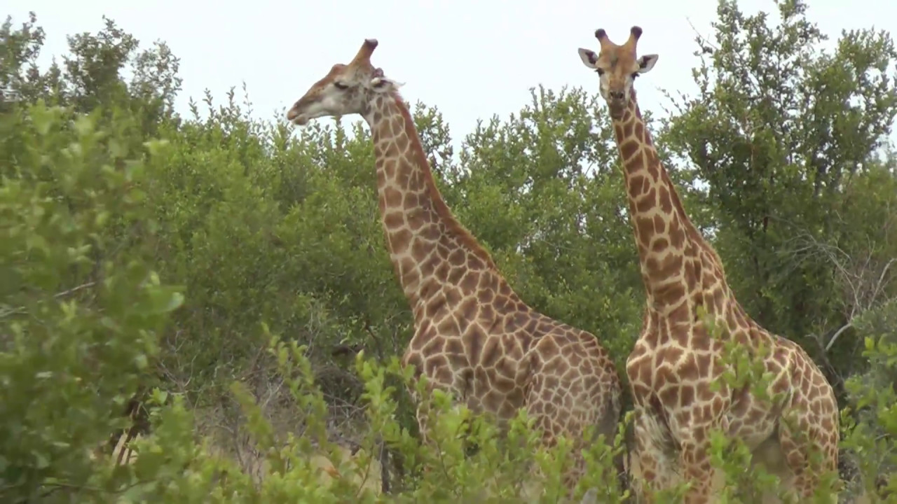 Shongololo Express - YouTube