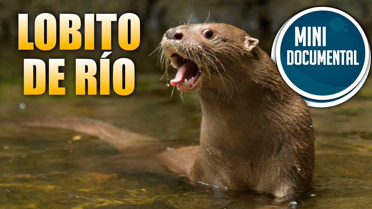 Lobito de río (mini documental) - YouTube