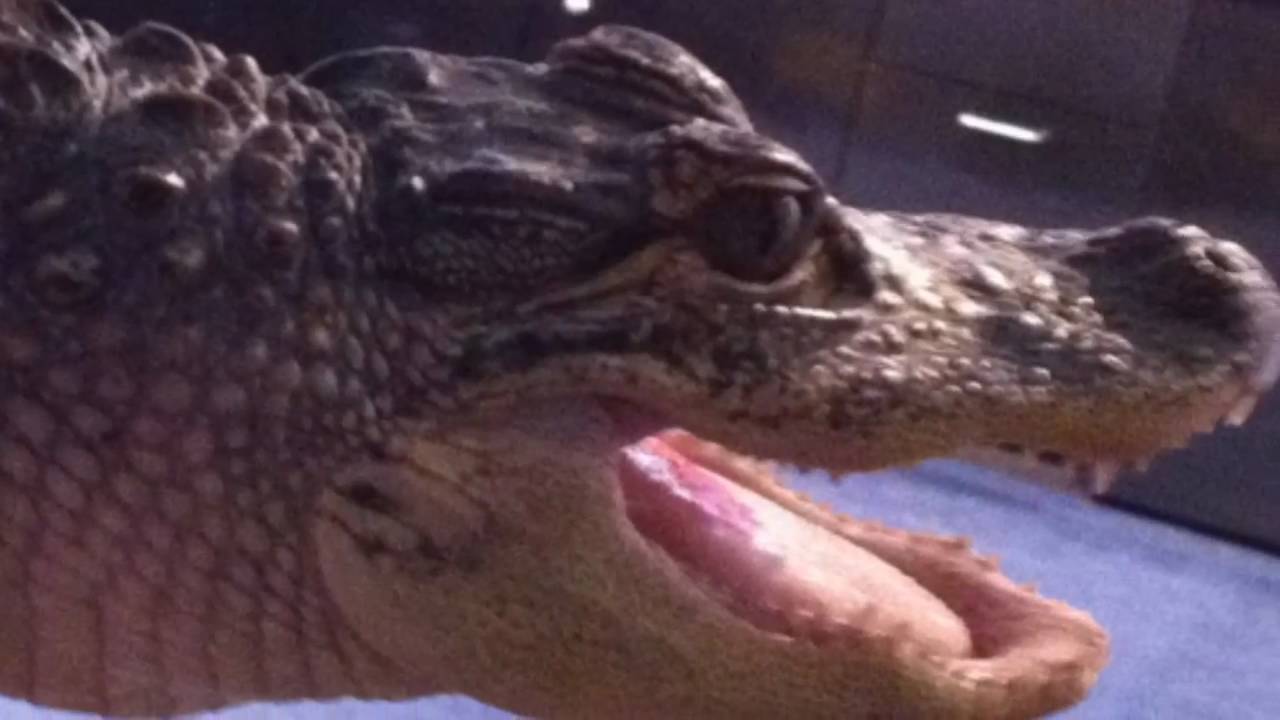 Fox Croc Rock - YouTube