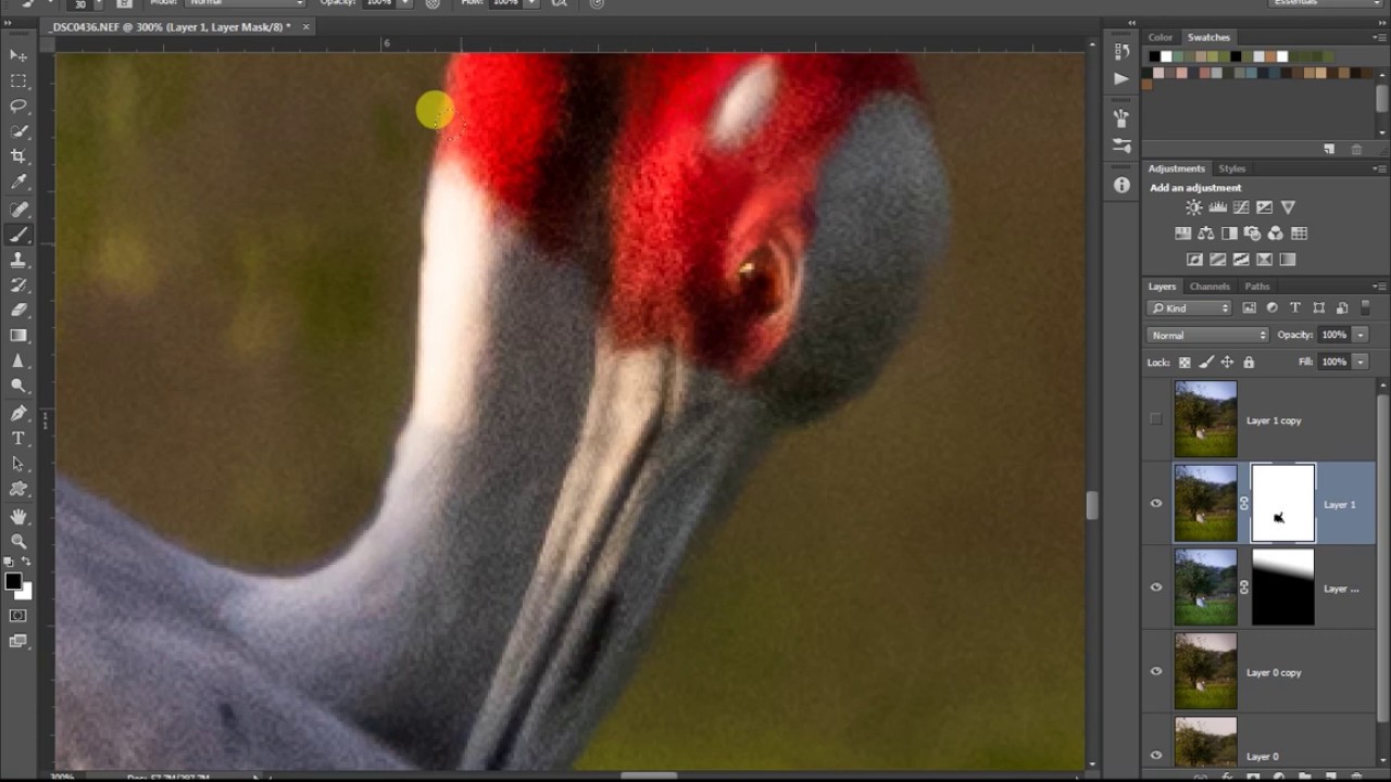 How to edit Bird Photography using Photoshop - YouTube