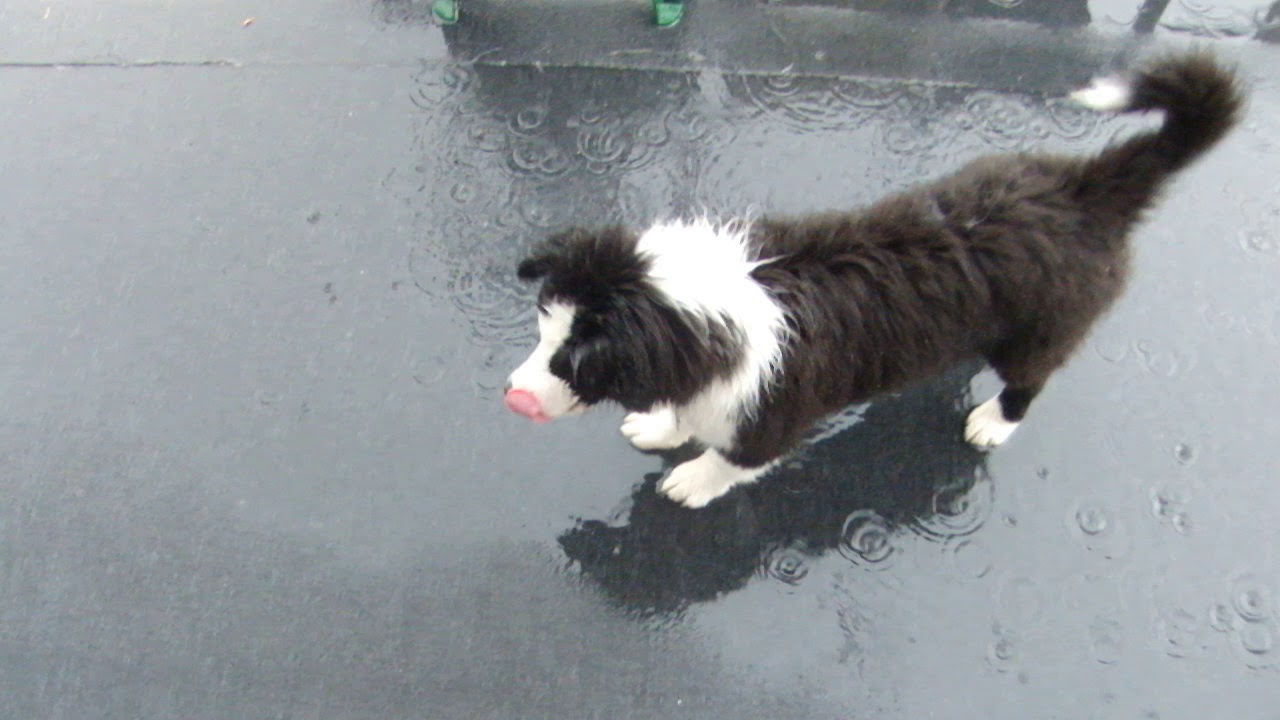 Border Collie Puppy Playing In The Rain For The First Time. - YouTube