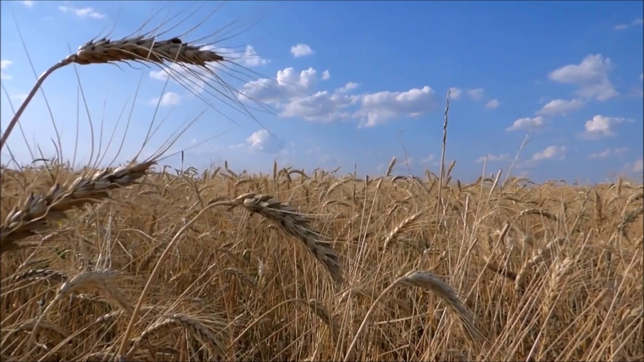 Gallagher & Lyle-Seeds(Cover by shargram) - YouTube