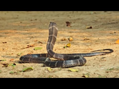 amazing street performers or buskers | cobra flute music played by ...