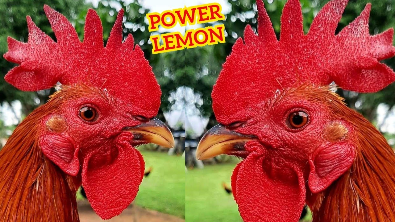 Home of The Power Lemon Sue Wilson Hatch - Nagayaram Farm • Beautiful ...