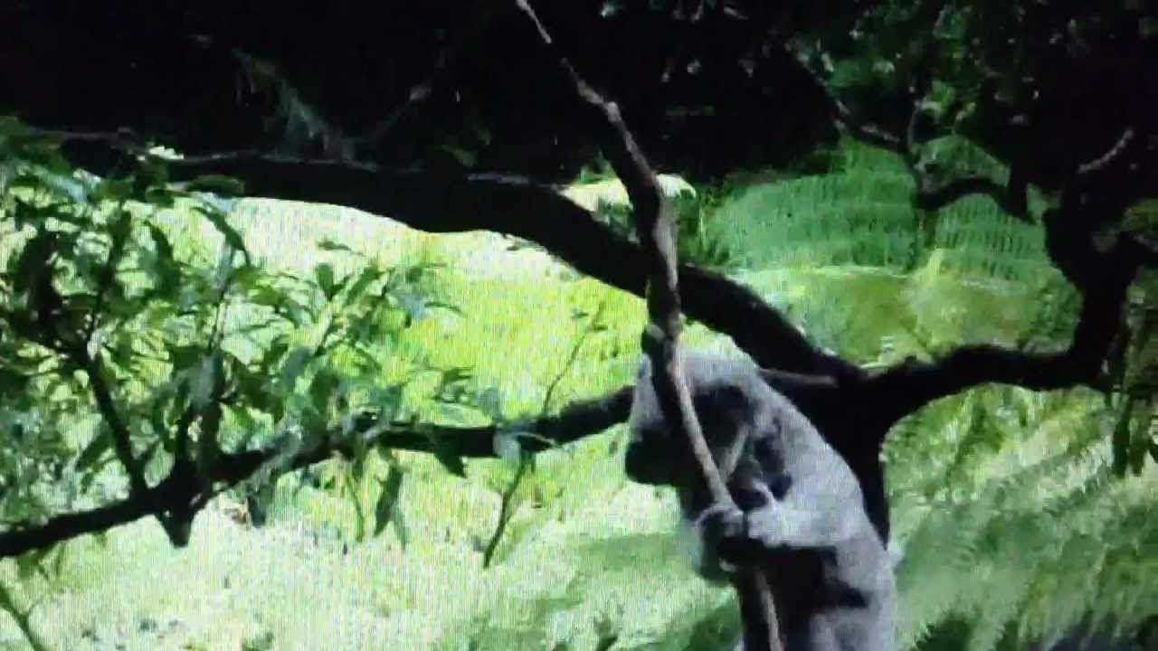 Flying Koala - YouTube