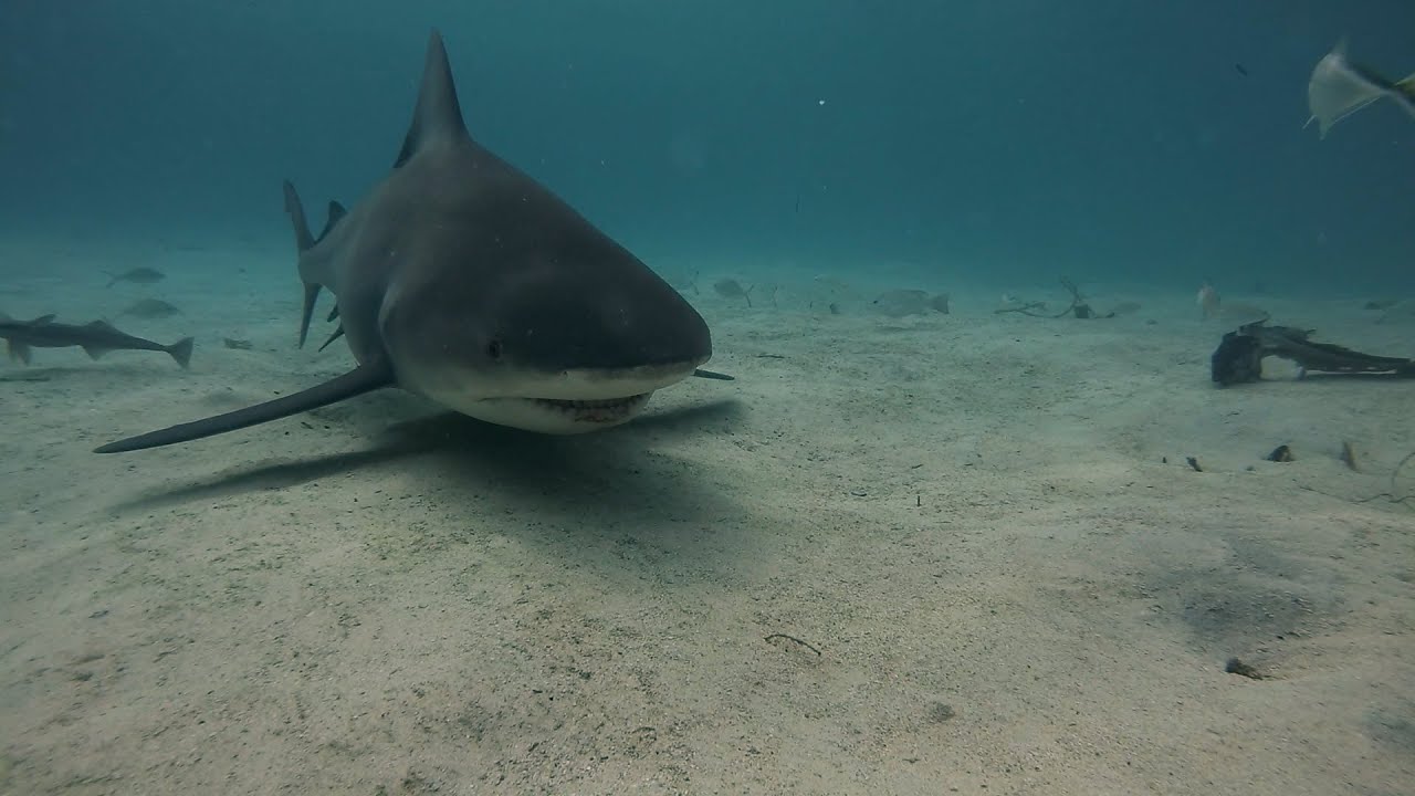 Shark Diving Bahamas - Swimming with Bull Sharks in Bimini. GoPro ...