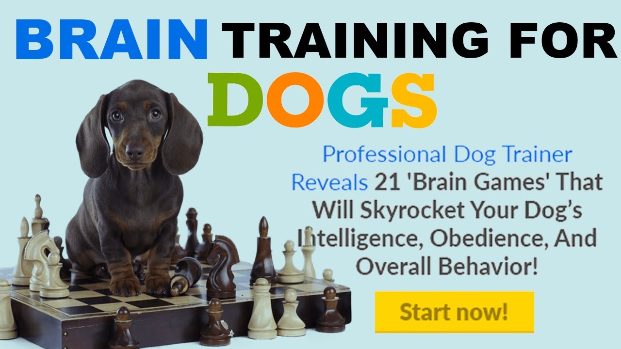 Brain Training For Dogs - America's Top Professional Dog Trainers ...