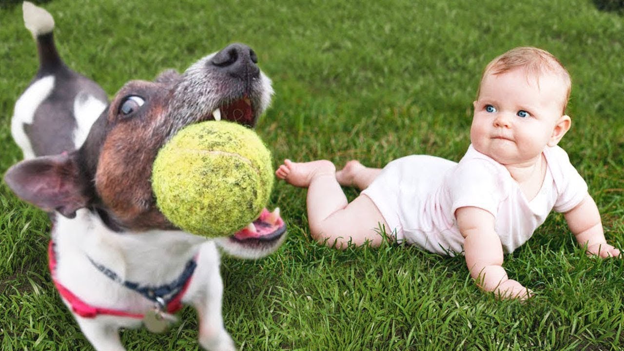 Cutest Baby And Dogs Playing Together - YouTube