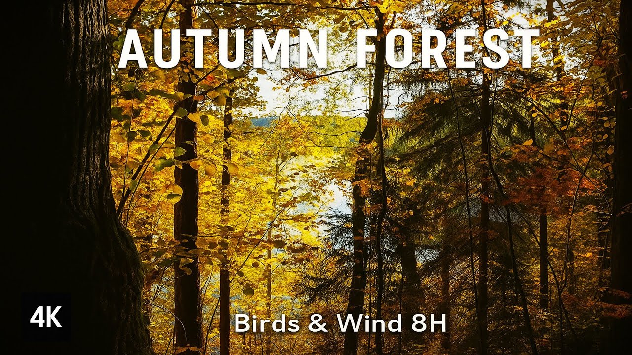 Autumn Forest Birds & Wind — 8 Hours (No Music) | Relaxing Nature ...
