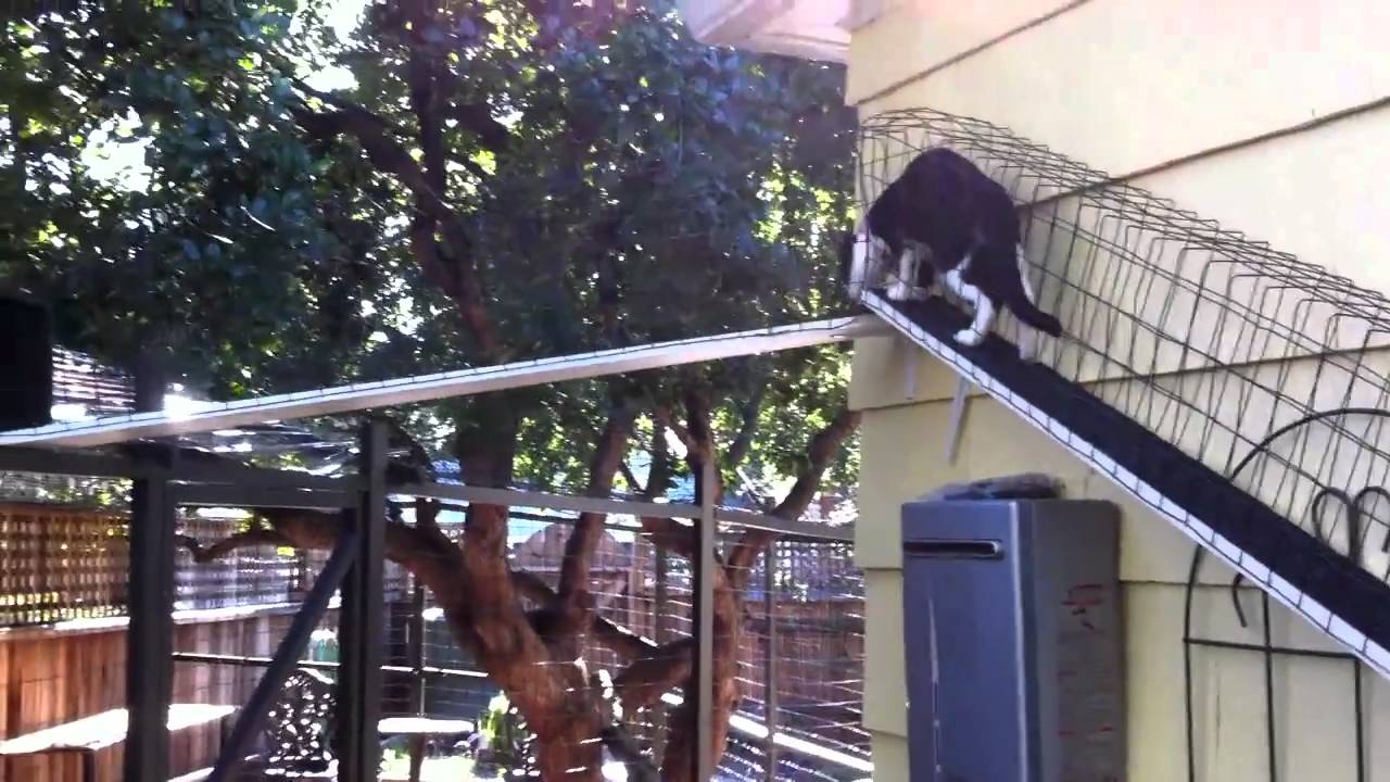 Meeth Cat-O-Sphere (part 2) - YouTube