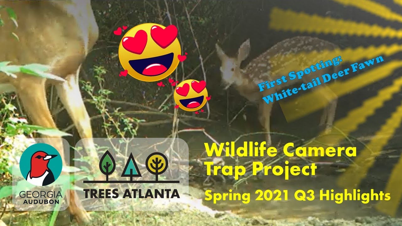 Wildlife Camera Trap Project - Q3 Highlights (Spring 2021) Trees ...