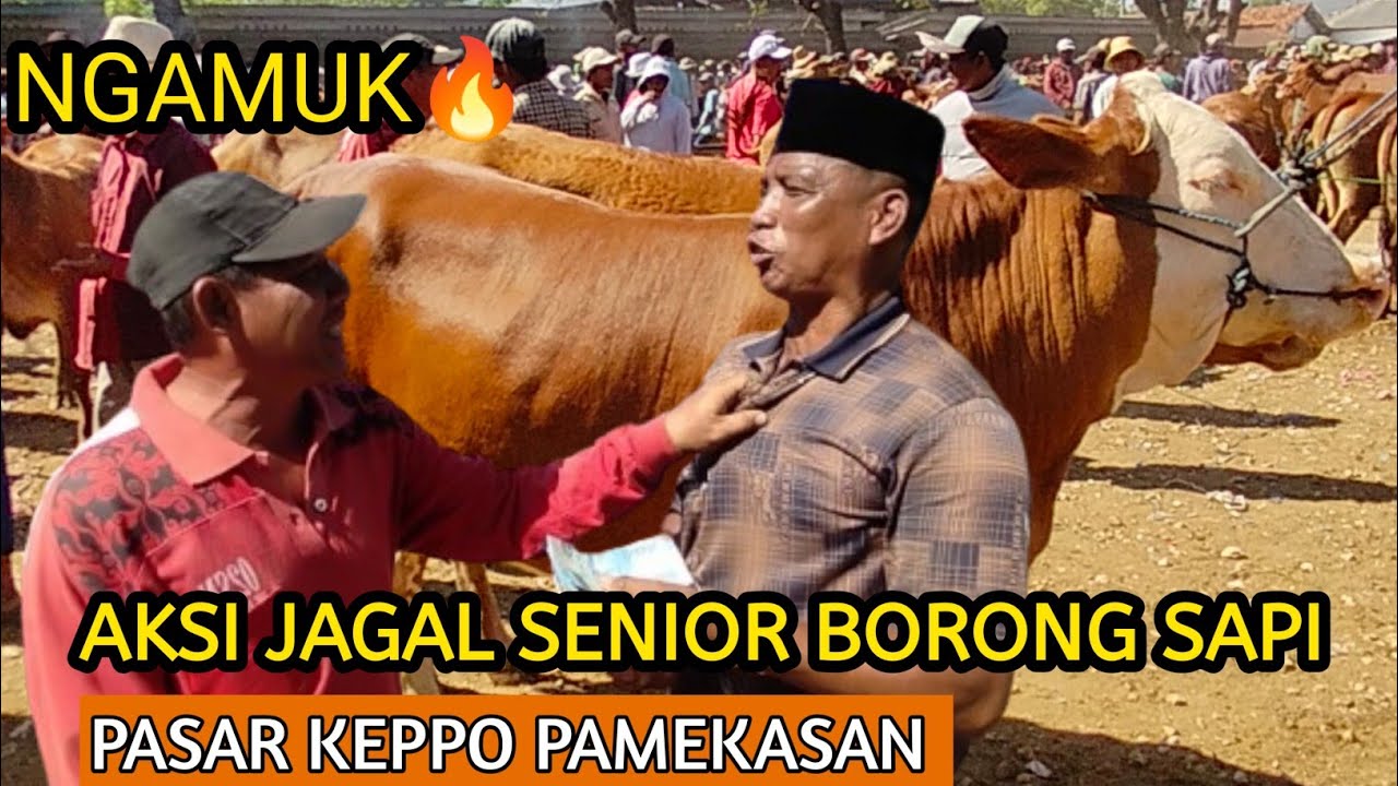 JAGAL SAPI SENIOR NGAMUK🔥BORONG SAPI SUPER CEPAT‼️ PASAR KEPPO ...
