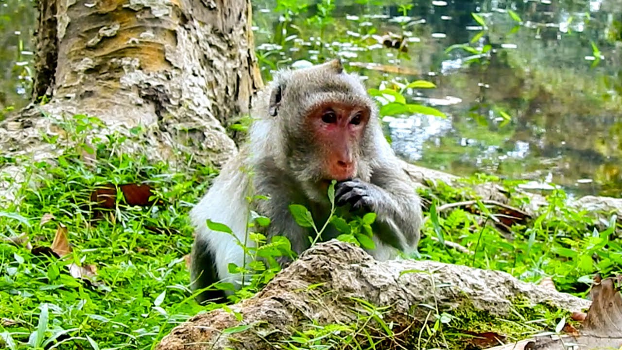 Jane Monkey Making Best Treatment Her Mind Alone Forage - YouTube