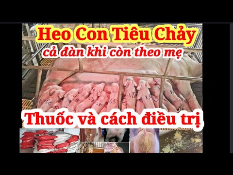 Heo con tiêu chảy(cầu trùng) khi còn theo mẹ hướng dẫn sử dụng thuốc và cách điều trị nhanh hiệu quả