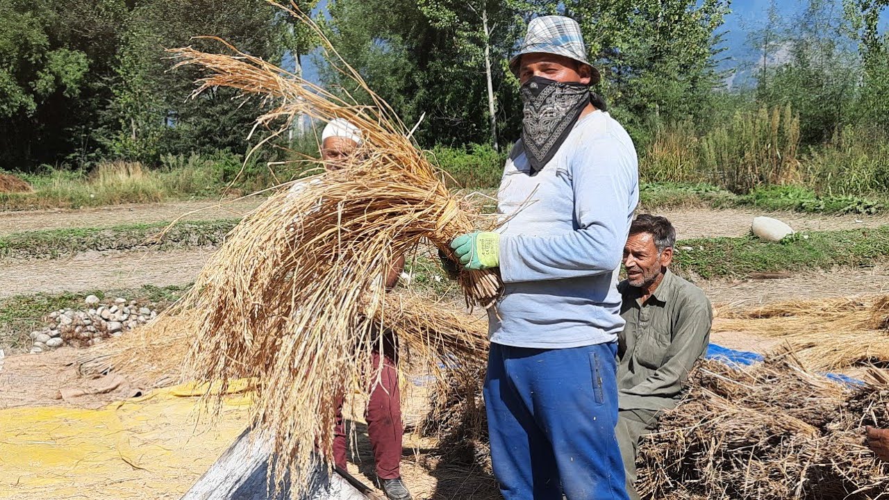 @RICE HARVESTING PROCESS IN KASHMIR - YouTube