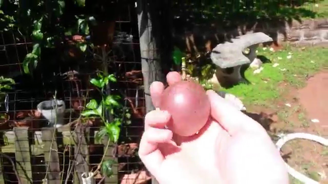 Granadilla plant (passion fruit) grown in backyard - YouTube