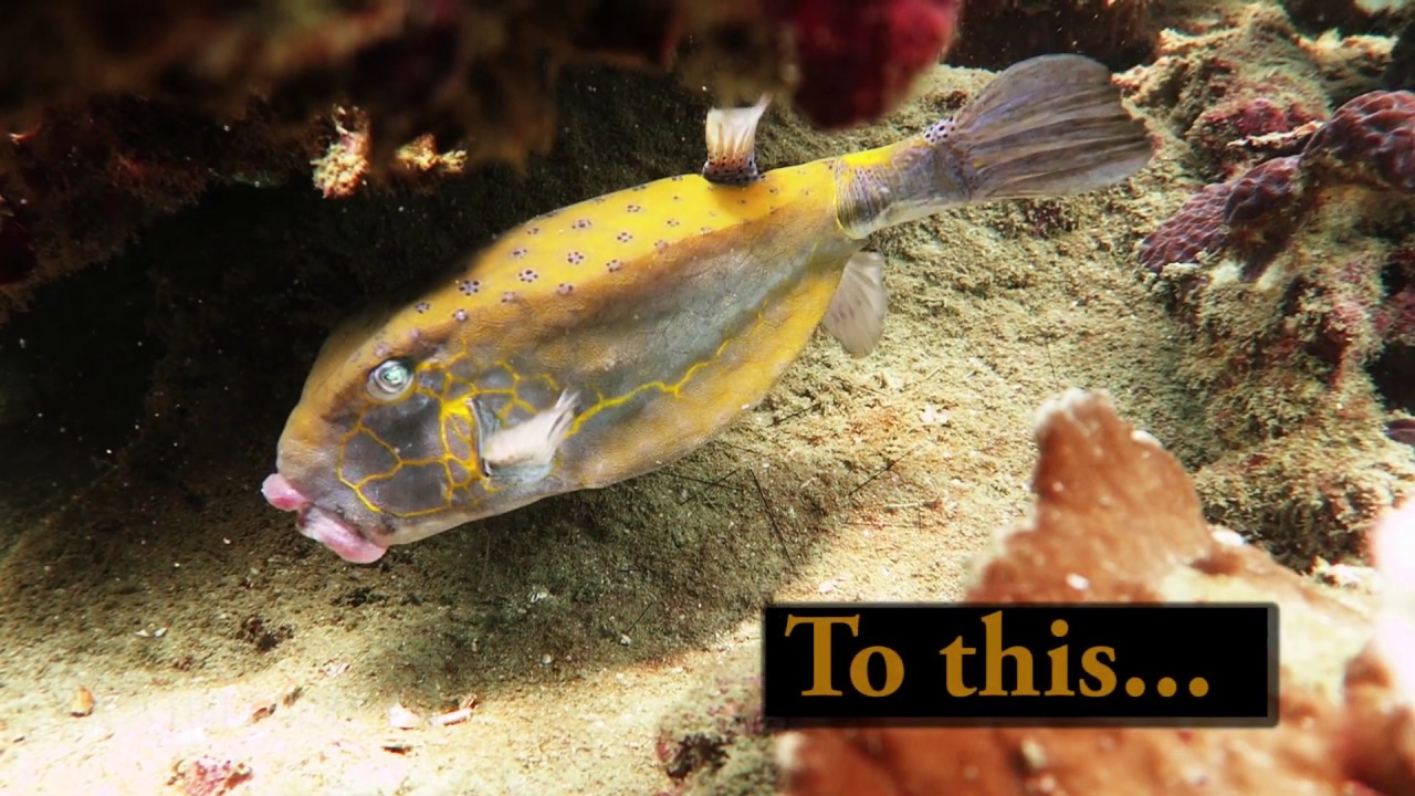 Fish Transformation - YouTube