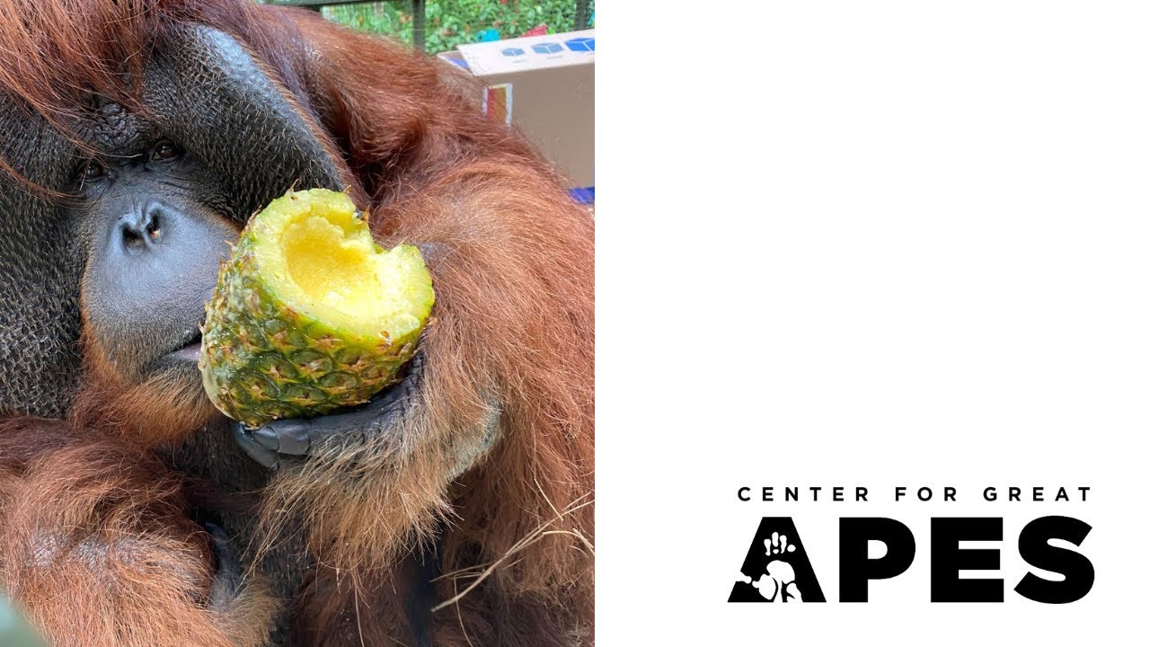 Nutrition and Great Apes - YouTube