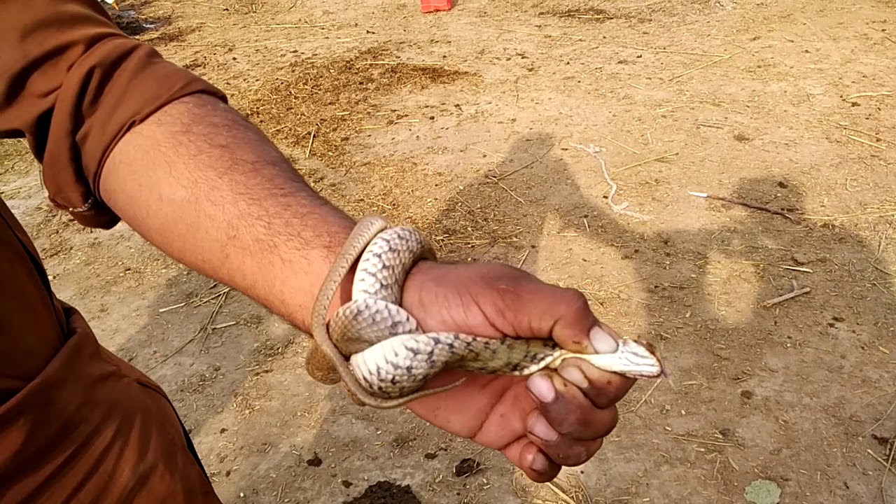 Snake video - YouTube