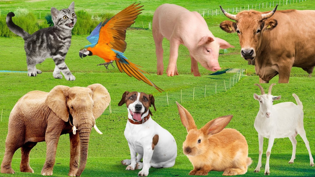 Explore Farm Animals: Horse, Cow, Chicken, Duck, Rabbit, Sheep, Goat ...