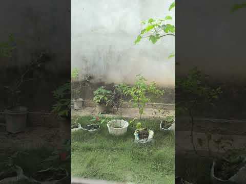 Alvan siap mandikan ayam sama mak boy, ini intip dari jendela yaaa
