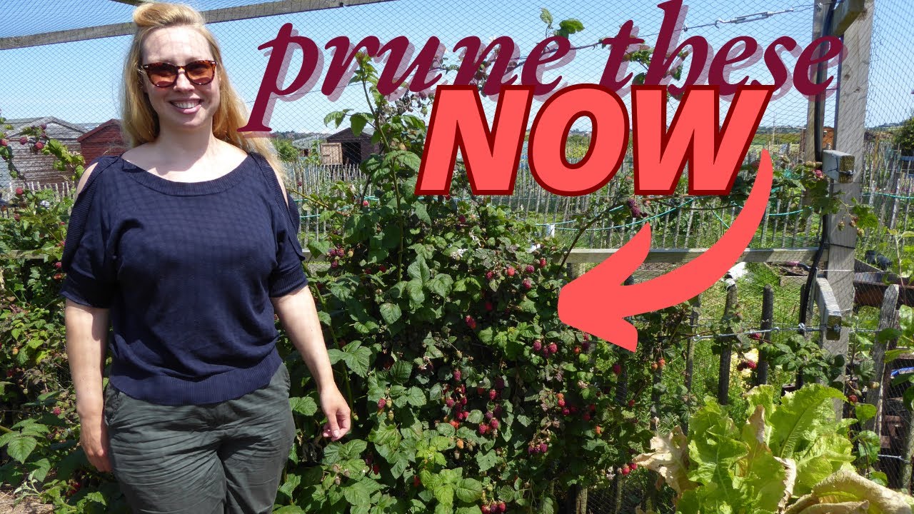 How To Prune Tayberry and Loganberry, Plus Step By Step Growing Advice ...
