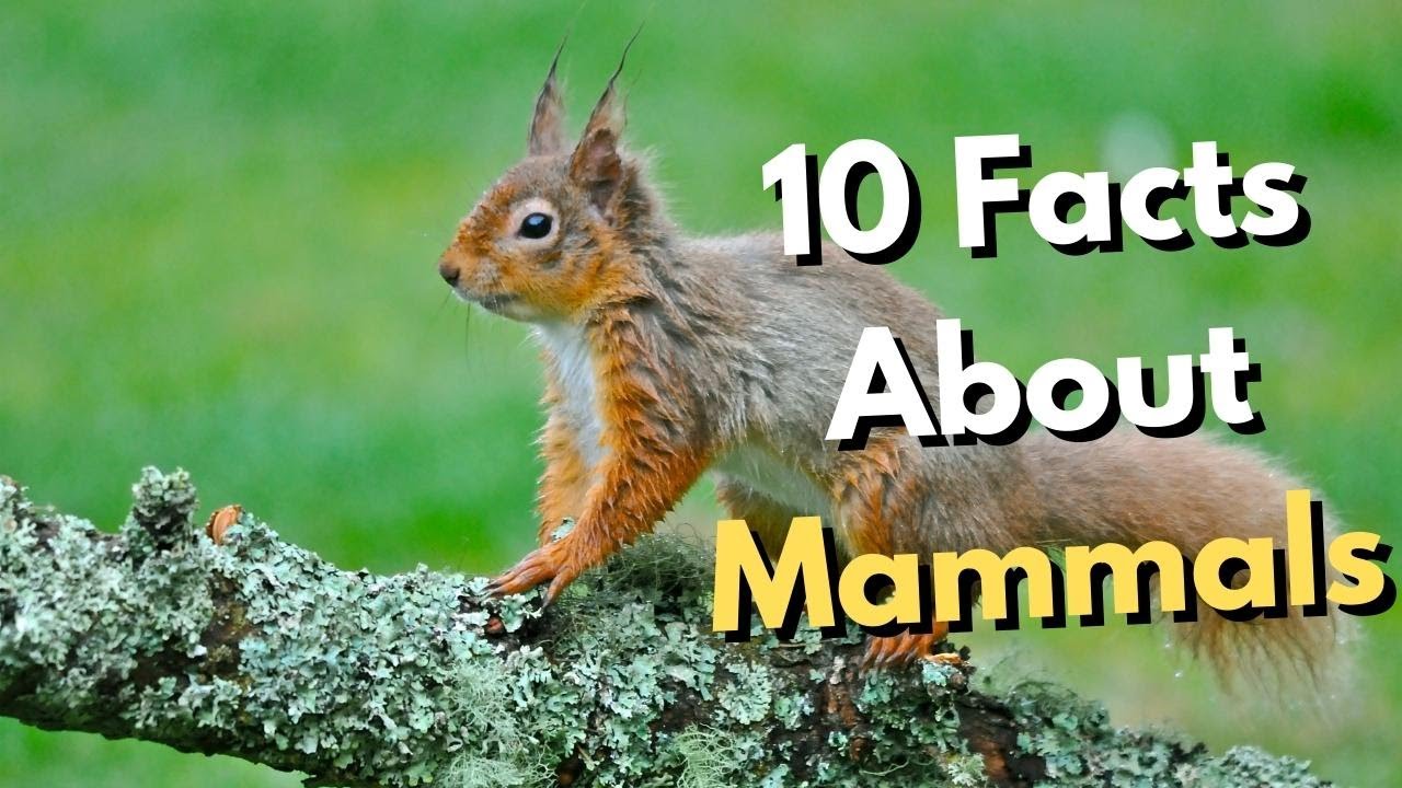 10 Facts About Mammals Everyone Should Know - YouTube