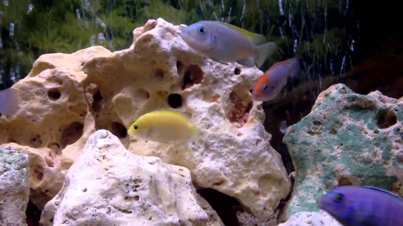 African Rift Valley Cichlids - YouTube