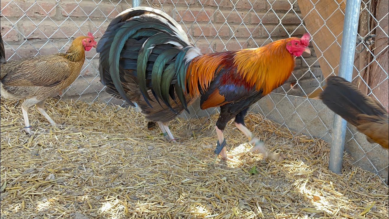 LARRY ROMERO | ALBANY - JOE SANFORD | KELSO - LEIPER HATCH | GARY ...