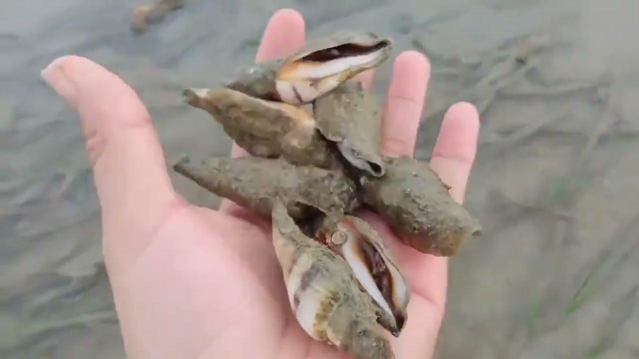 Ganito ang Pagkuha nag Sea Shell or Aninikad and Litob (Part 1) - YouTube