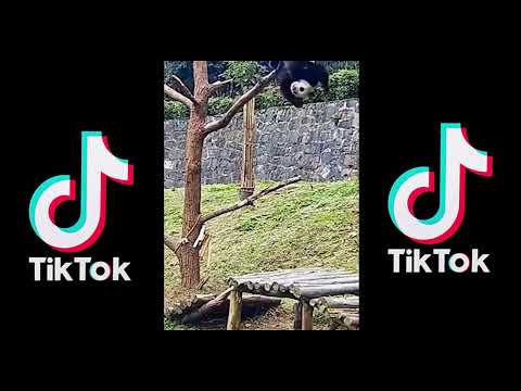 SUPER CUTE AND FUNNY PANDA VIDEO COMPILATION