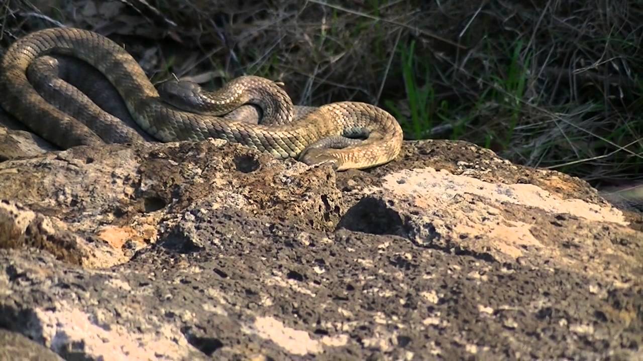 TIGER SNAKES Basking on a Rock Wall - YouTube