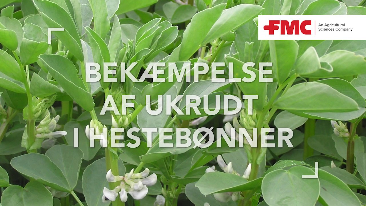 Novitron® Dam Tec til bekæmpelse af ukrudt i hestebønner - YouTube